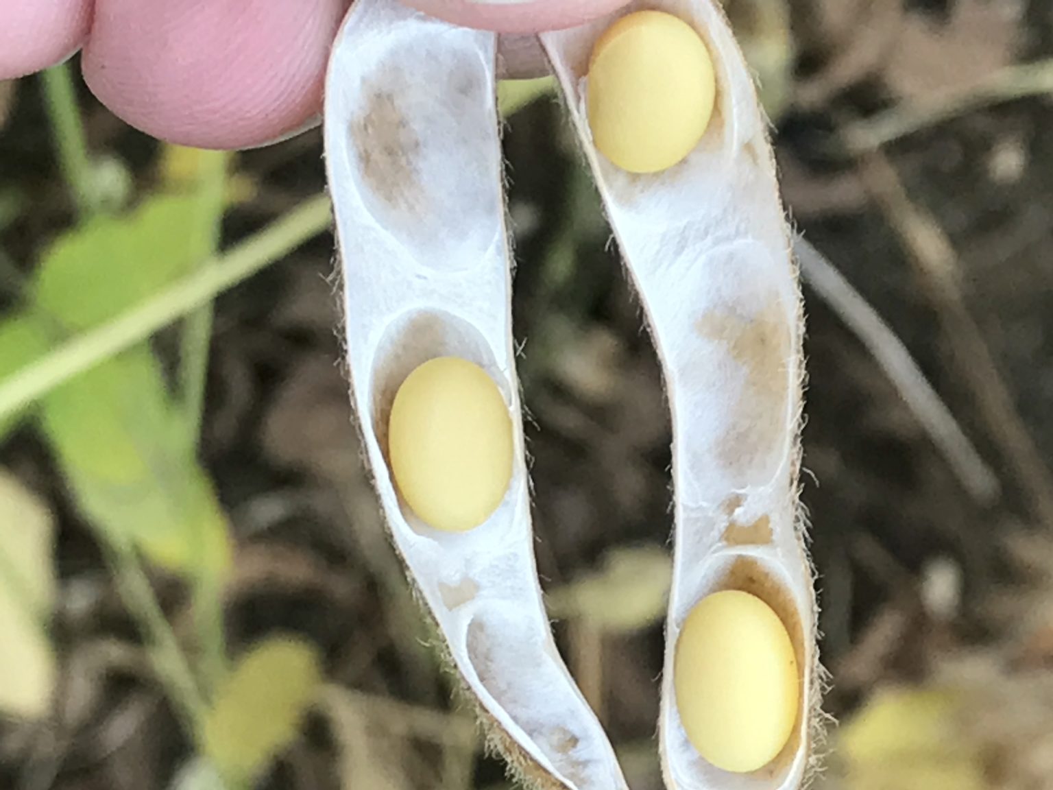 Soya - Soya UK